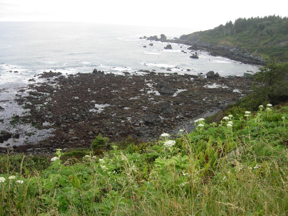 A Guide to Exploring Humboldt’s Tide Pools – The Lumberjack